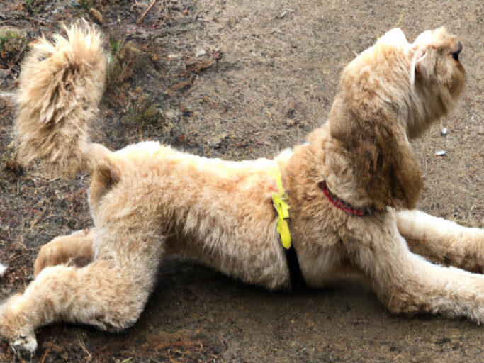 Why does my dog keep stretching their back legs? - PetCadet.net